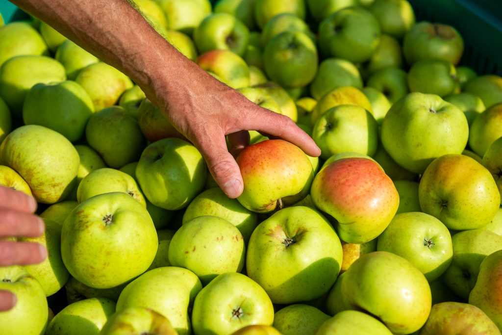 Come cucinare con la mela renetta: proprietà, usi e ricette - Come ...