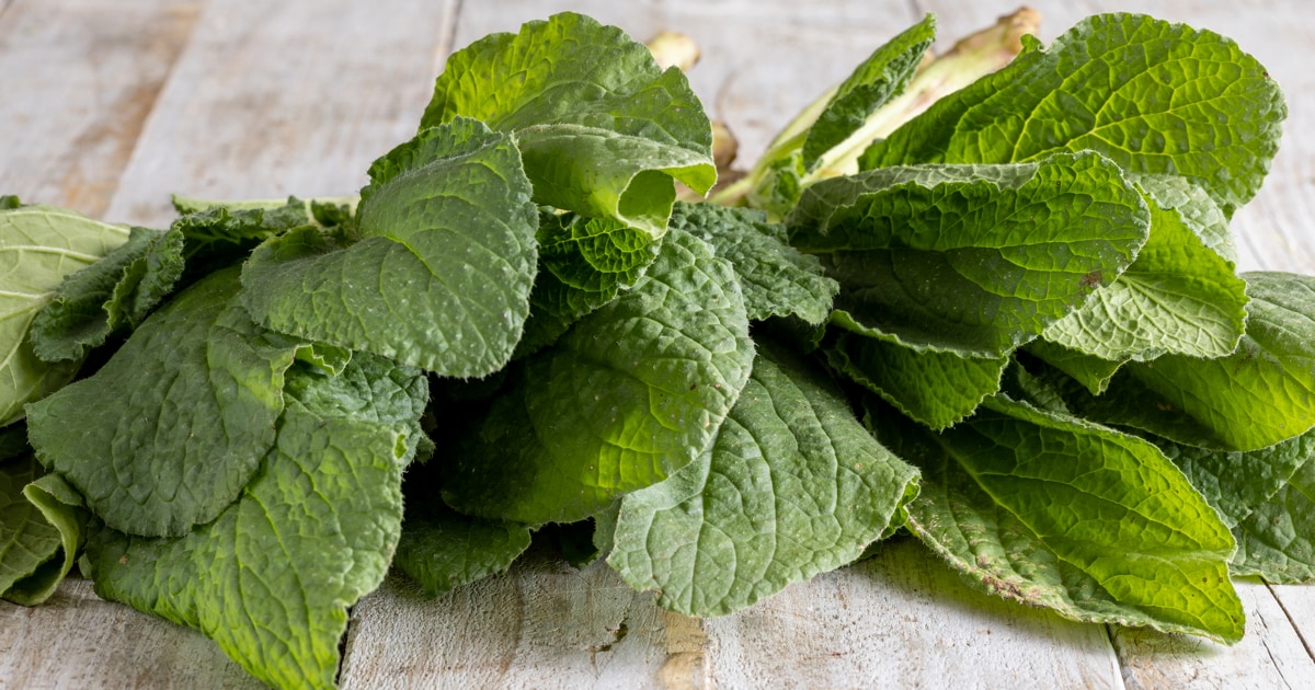 Come cucinare la borragine: proprietà, usi, ricette e curiosità