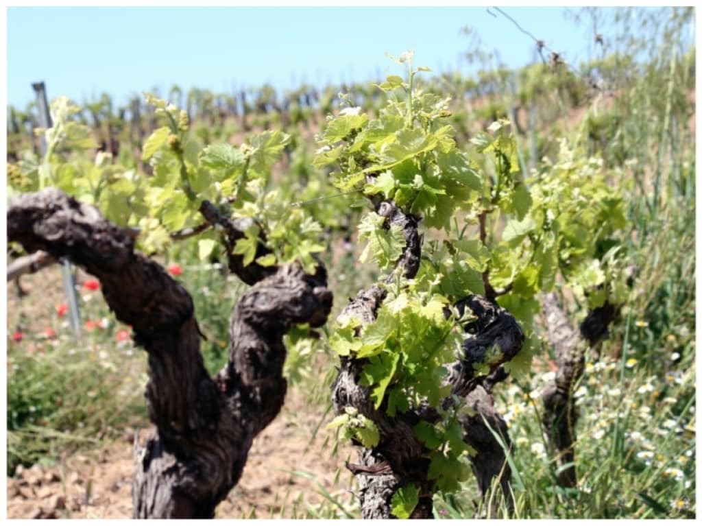 Cherchi, Usini SS - Cucchiaio d'Argento