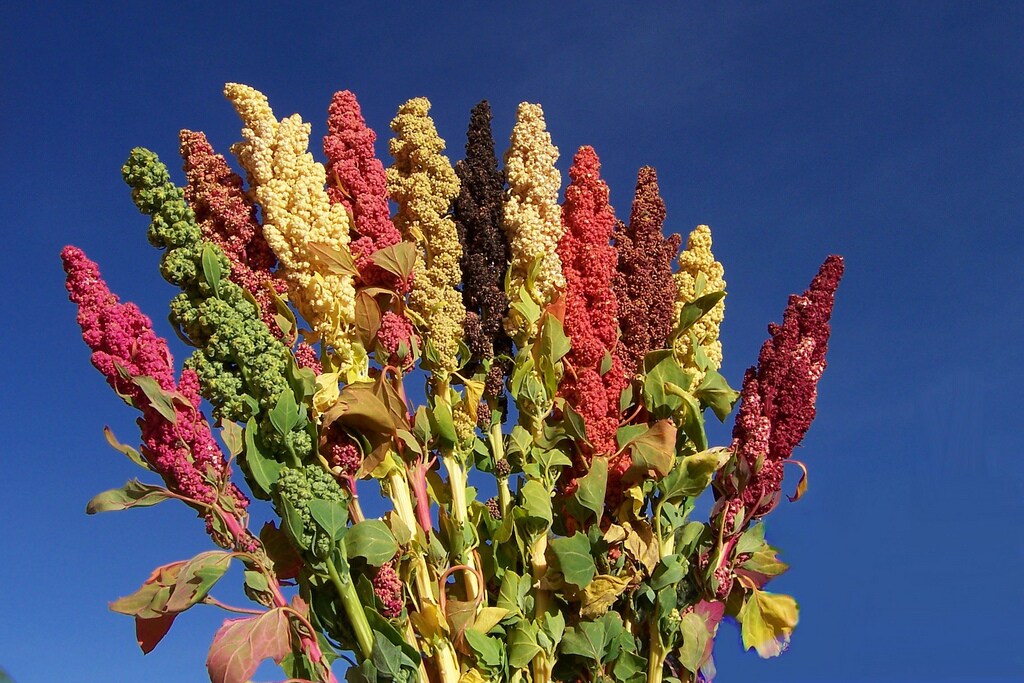 La rivincita della quinoa - Cucchiaio d'Argento