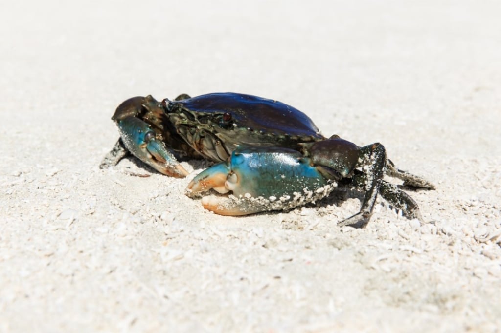 Il granchio blu, la specie aliena buona a tavola ma dannosa per l ...
