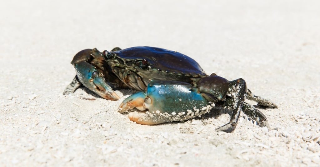 Il granchio blu, la specie aliena buona a tavola ma dannosa per l ...