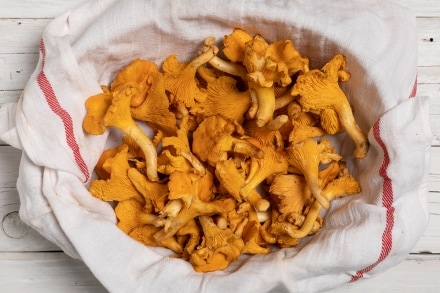 Ricetta Finferli in padella - Cucchiaio d'Argento