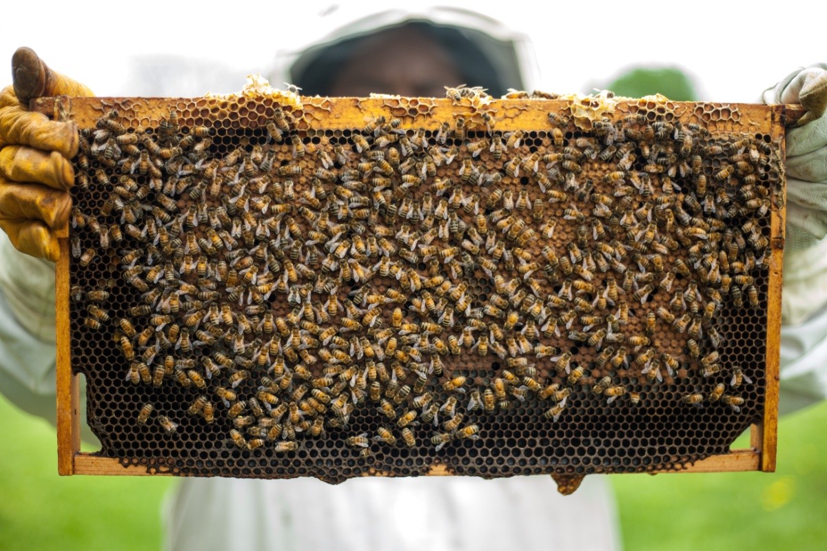 Ripartiamo dalle api: ecco perché ci insegnano a essere migliori ...