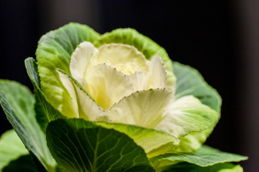 FELIX LO BASSO - Cucchiaio d'Argento